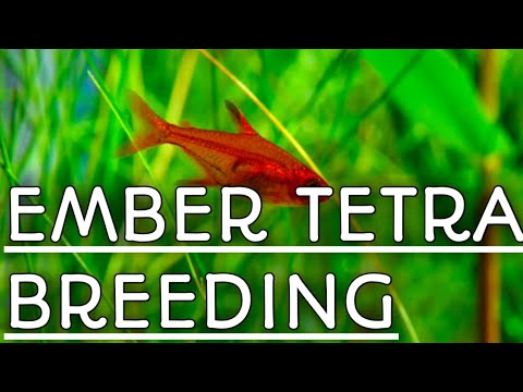 Ember Tetra Breeding Breeding Ember Tetras Ember Tetra How To