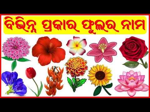 а а ѓа і а а ёа ѕа Flowers Name With Pictures In English To Odia Learn