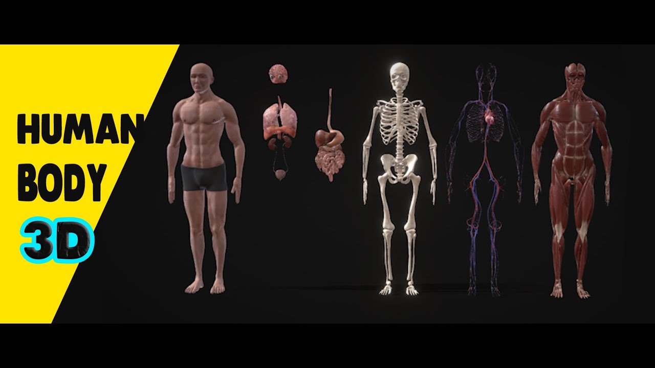 Animated Full Human Body Anatomy 3d View With Organ Youtube