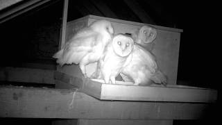 Barn Owl Nest Box Placement Woodworking Challenge
