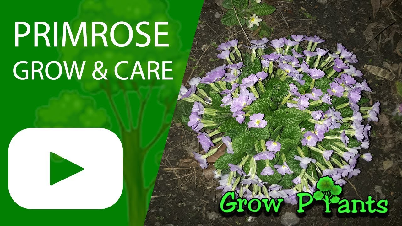 Primrose Growing Care Primula Youtube