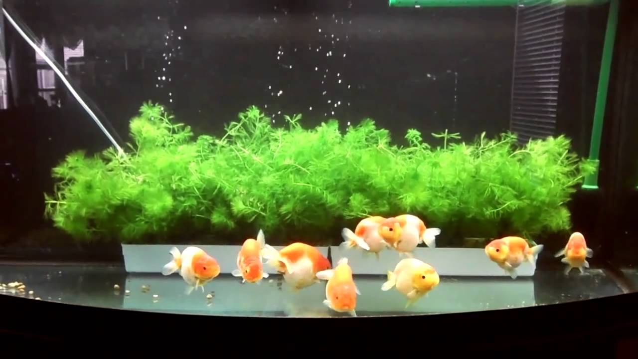 Breeding Ranchu Aquarium At Lorelei Rios Blog