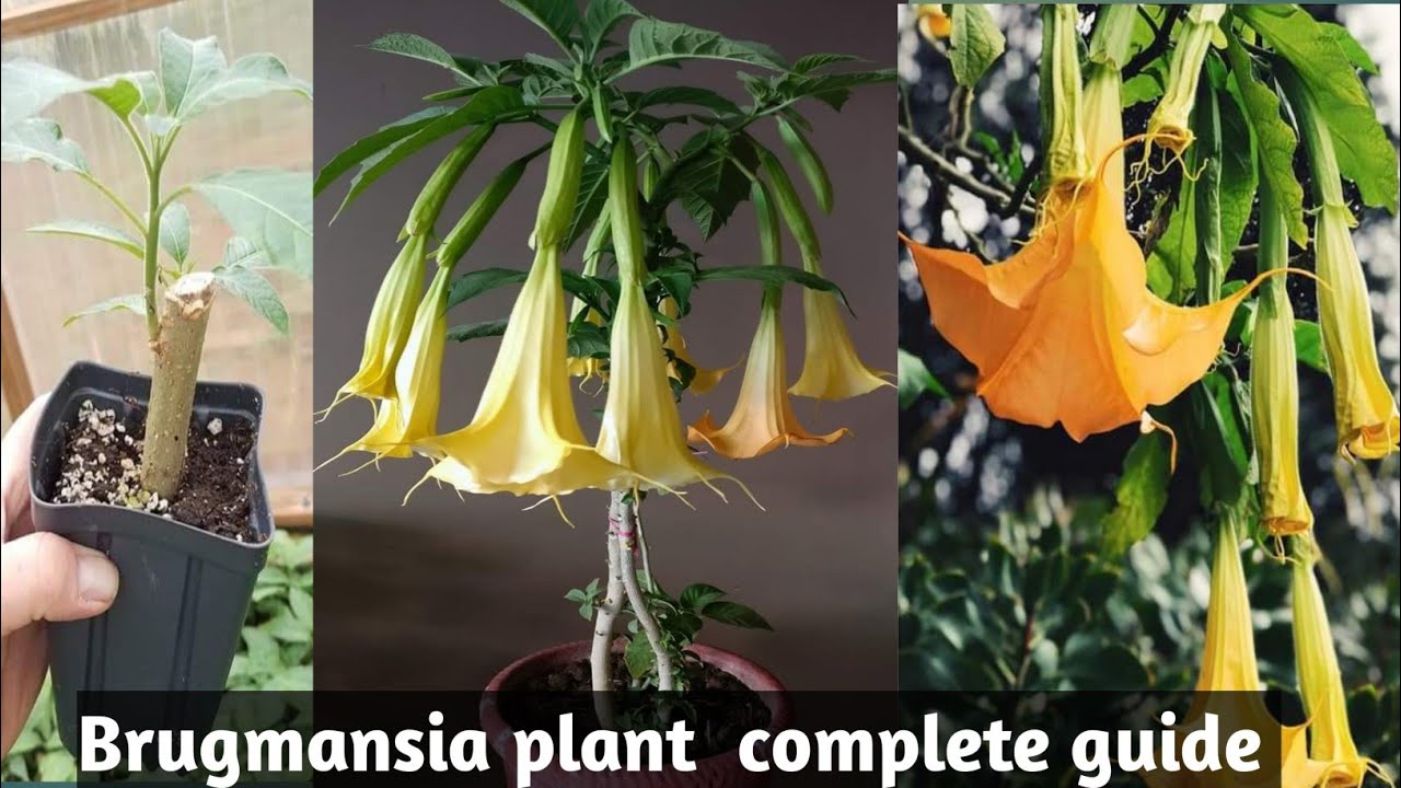 How To Brugmansia Plant Angels Trumpet Flower Care And Propagate From