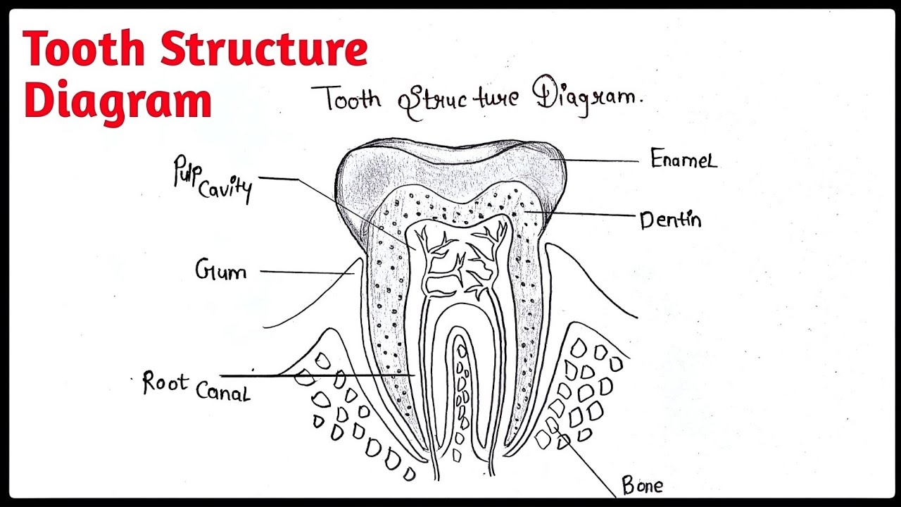 How To Draw Tooth Diagram Structure Of Tooth Anatomy Labelled Diagram Eroppa