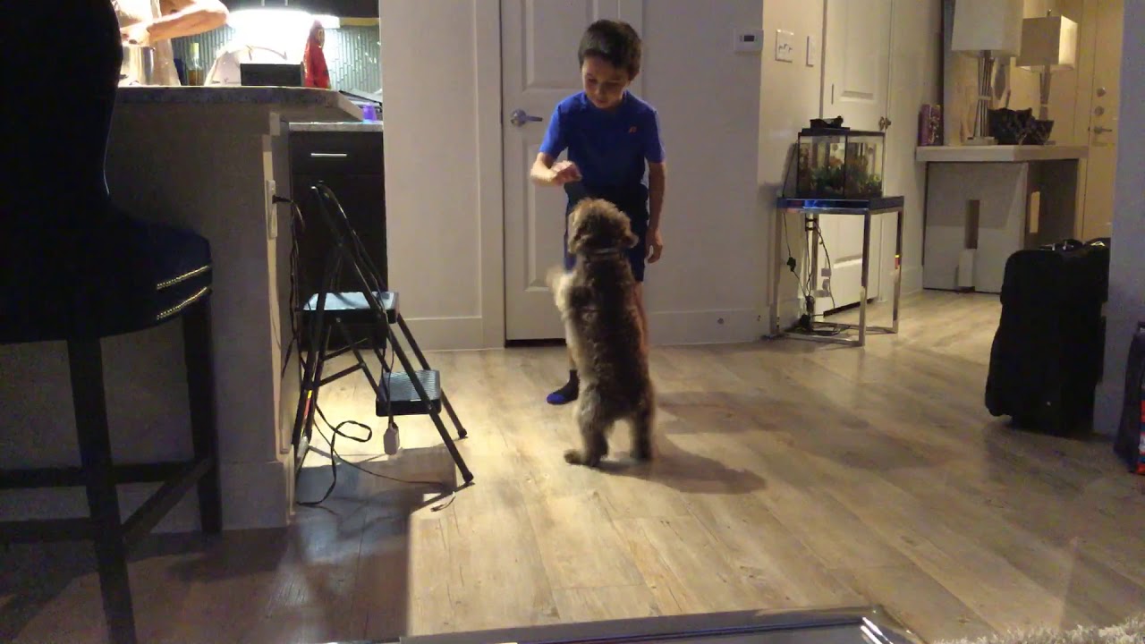 Dog Training Youtube
