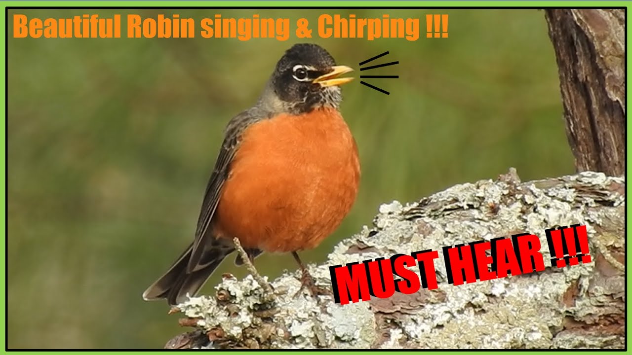 American Robin Singing Chirping Youtube