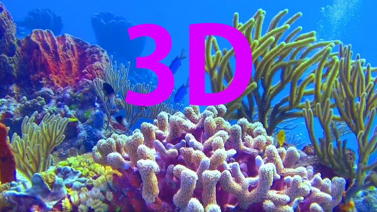 In 3d The World Beneath The Ocean A Underwater 3d Channel Film Youtube