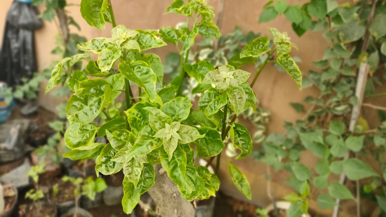 Proses Memperbanyak Bougenville Inport Youtube