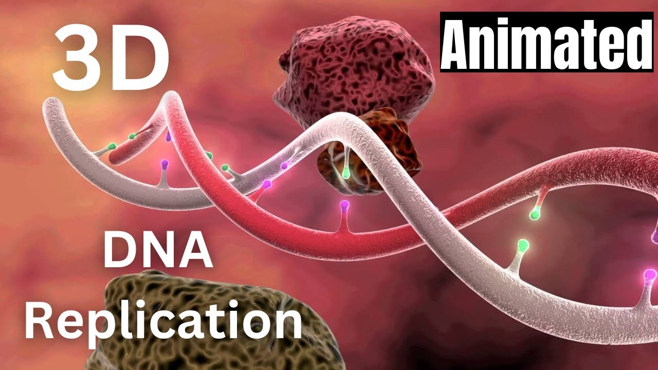 What Is Dna Replication Animated 3d Video Dna Replication Animated 3d