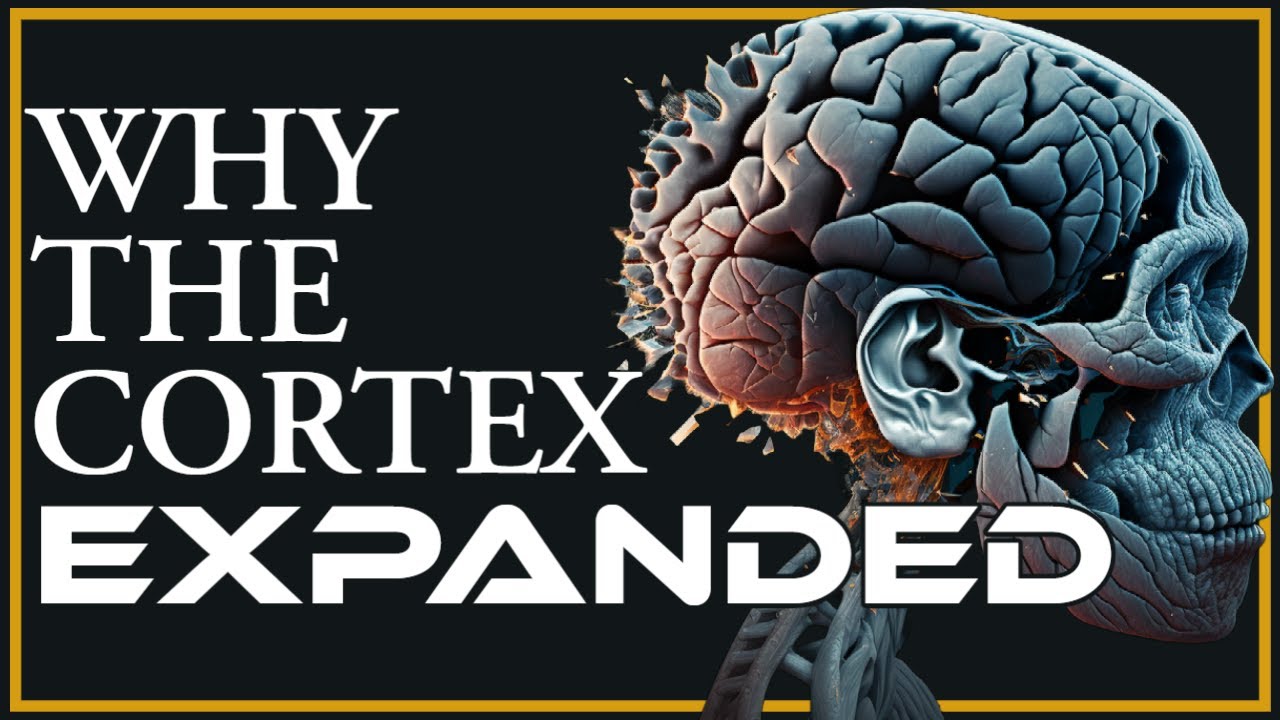 The Evolution Of The Cerebral Cortex How Primates Changed The Brain