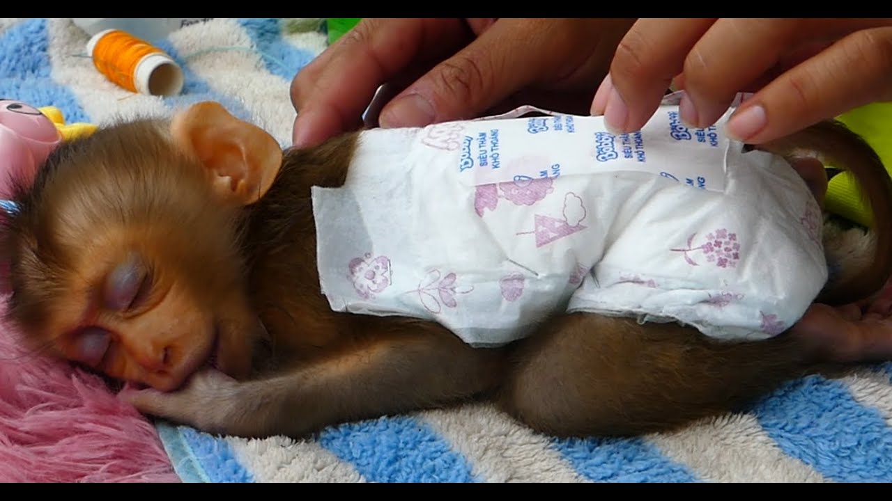 Sleepy The Cute Baby Monkey Toro Sleeps While His Mother Wears