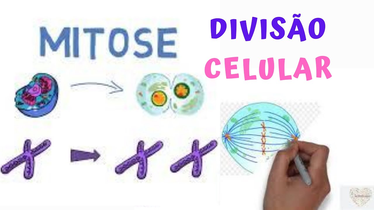 Mitose I Divisão Celular Youtube