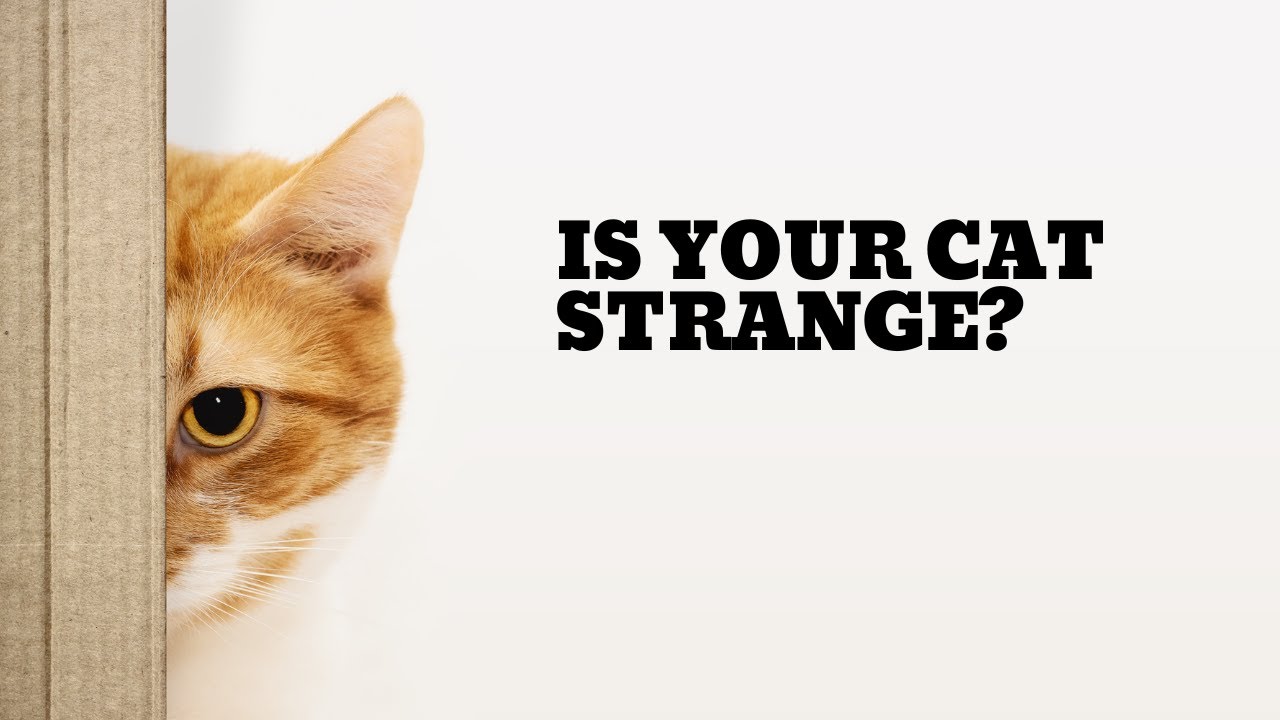 Strange Cat Behaviors Explained Youtube