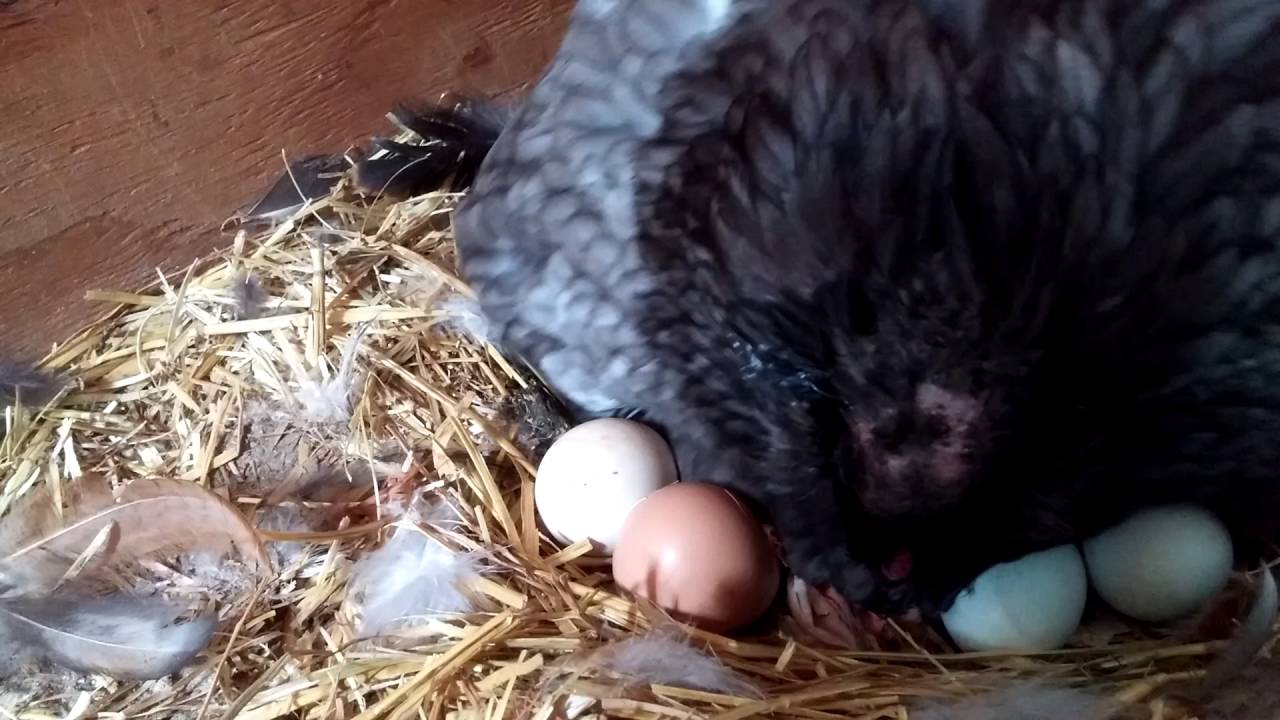 Chicks Hatching Youtube