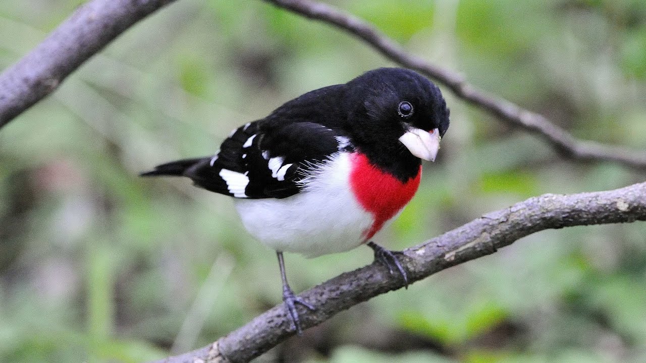 Red White And Black Bird