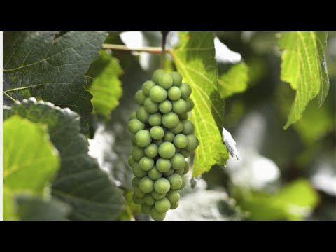 Uvas Silvestres Youtube
