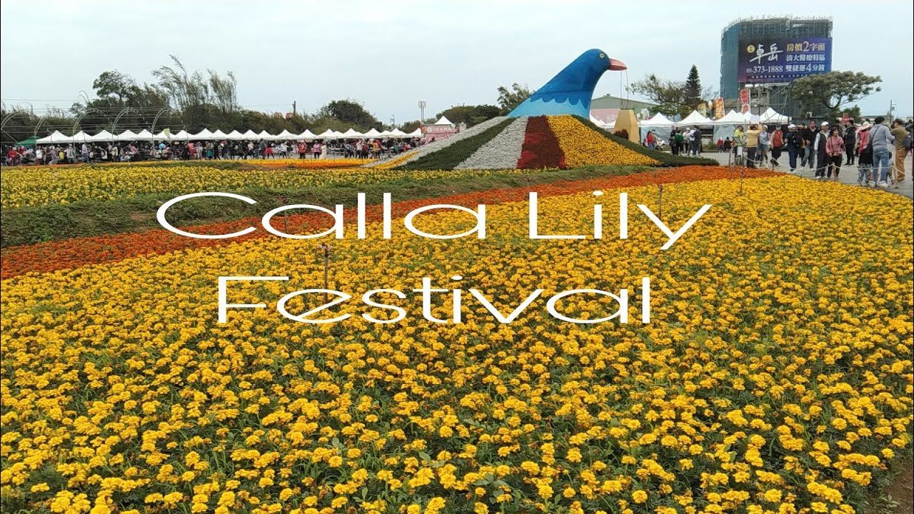 Calla Lily Youtube
