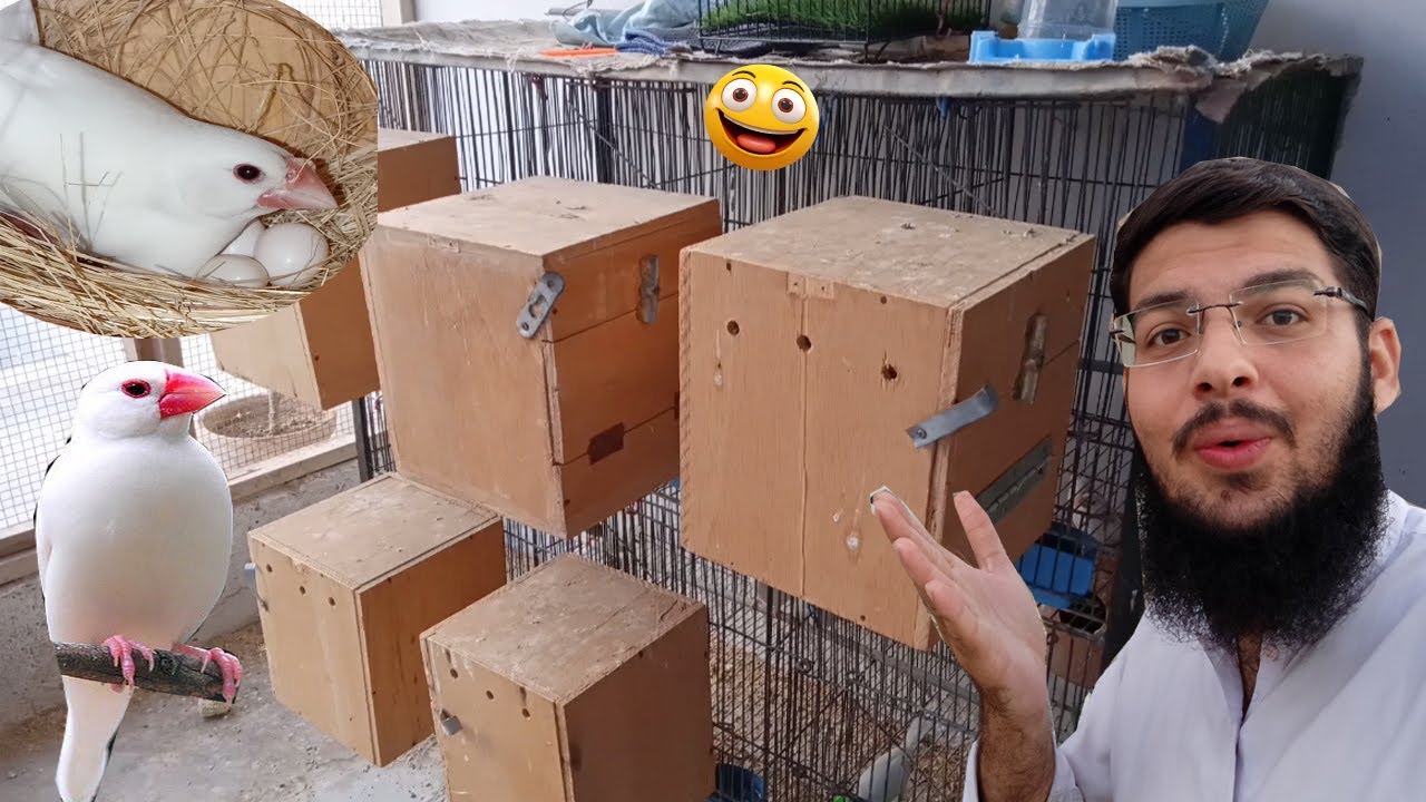 Java Sparrow Breeding Progress Youtube