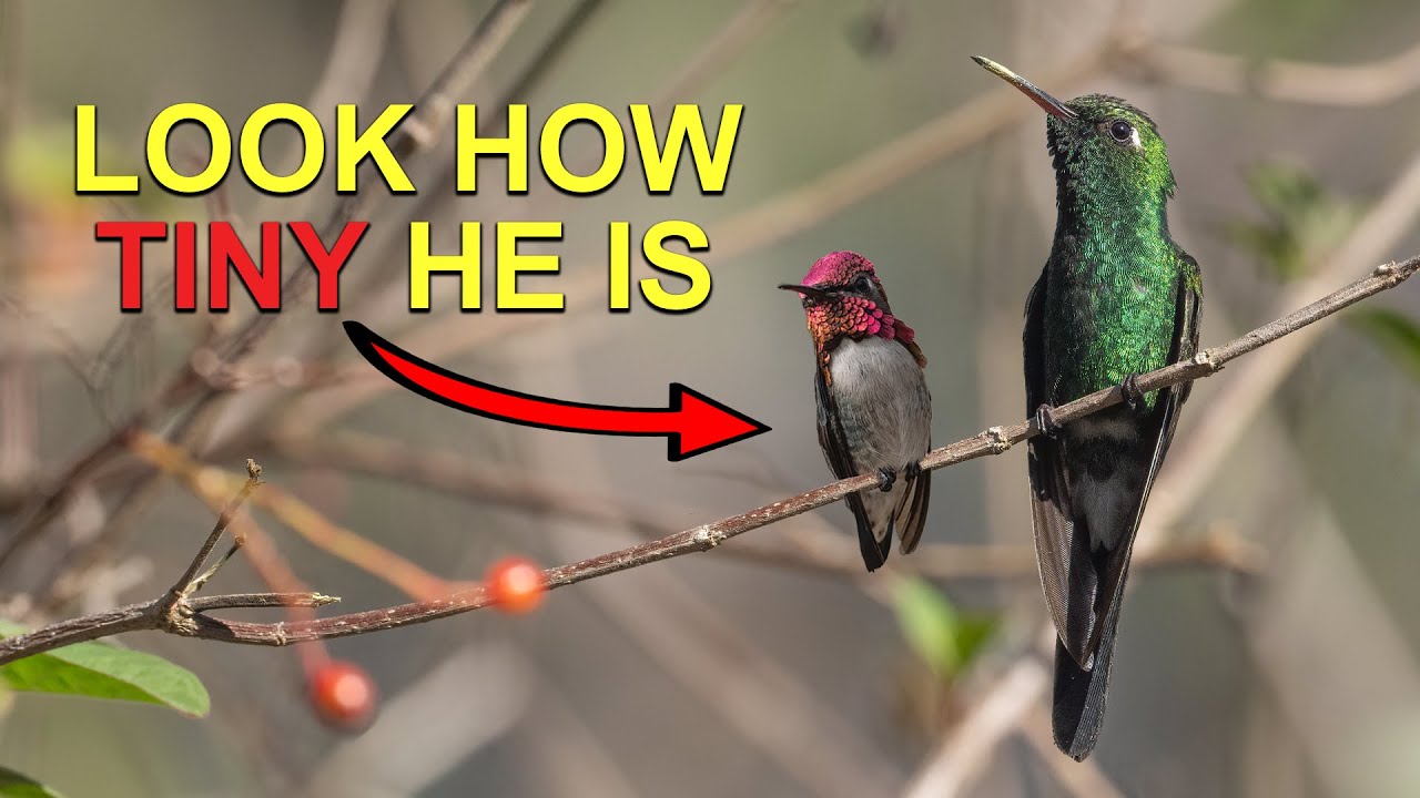 Micro Hummingbird
