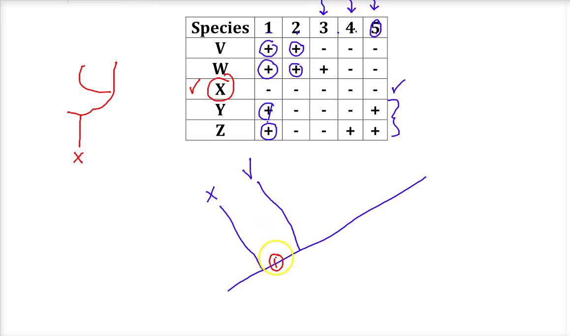 Cladogram Practice Problem Youtube