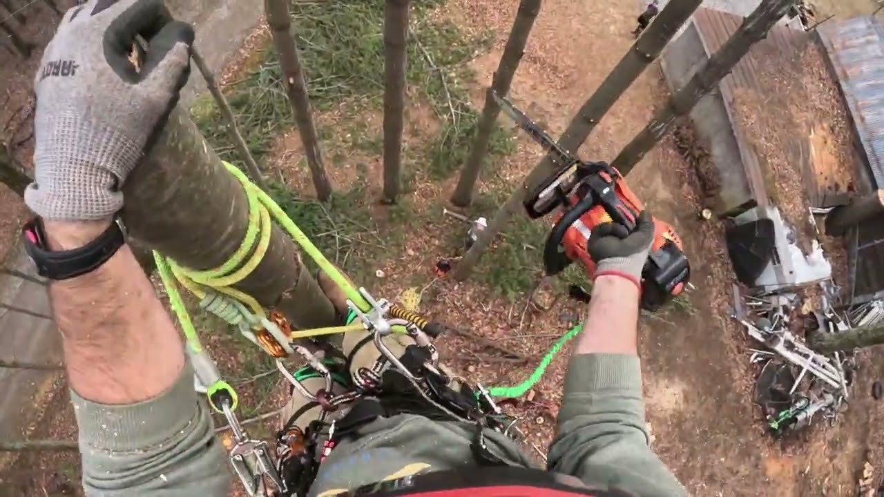 Pine Removal 1 1 23 Youtube