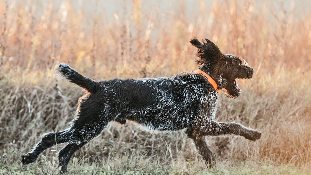 How To Train Your German Wirehaired Pointer Youtube