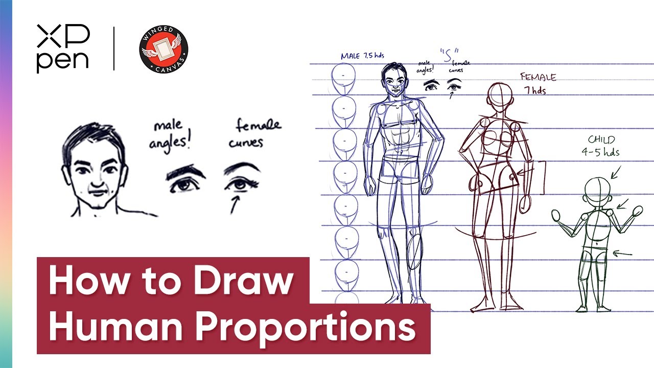 How To Draw Human Proportions Youtube