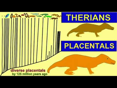 Cladogram 18 Placental Mammals Youtube