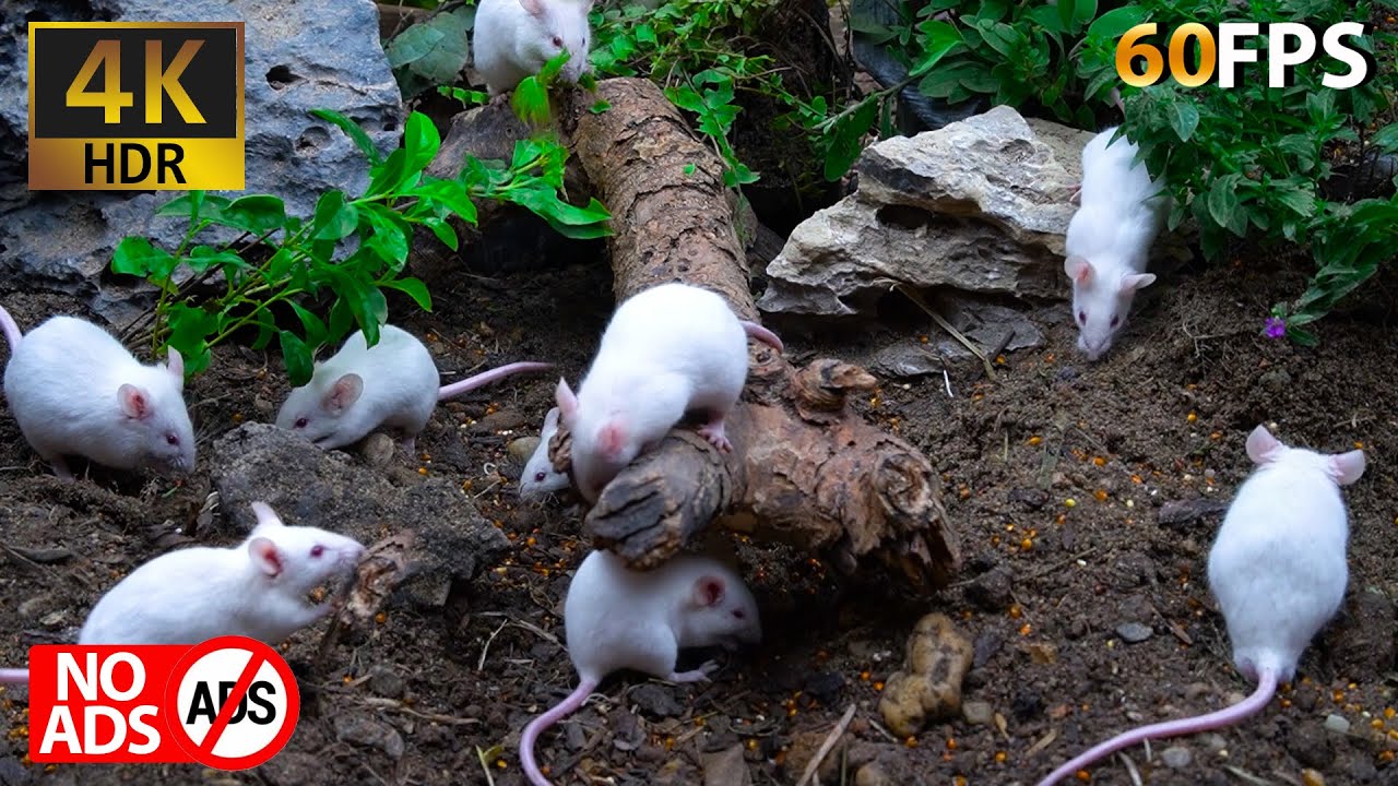 Cat Tv Mice Watching Mice Explore A Peaceful Forest Youtube