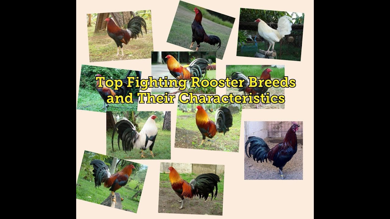 Fighting Rooster Breed Chart Notes On Progress Selective Breeding And