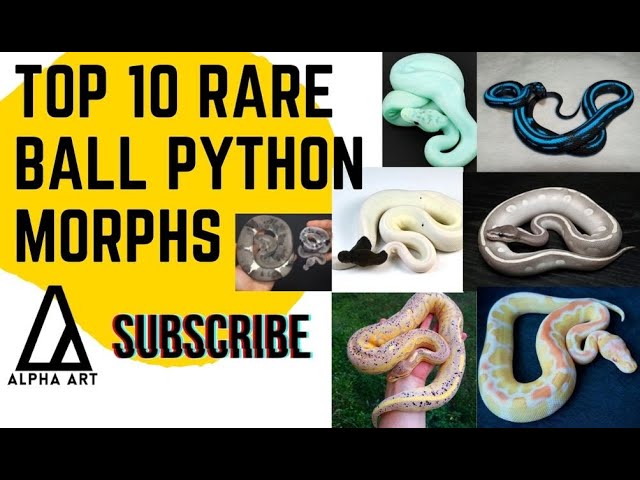 Ball Python Morphs Poster Imported Ball Pythons Discover The Next
