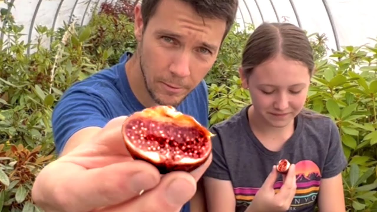The Best Fruit You Ve Ever Tasted That You Can Grow In Your Backyard