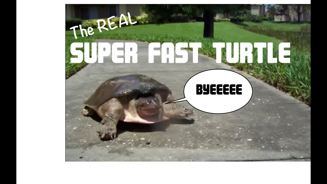 Mythbusting Turtle