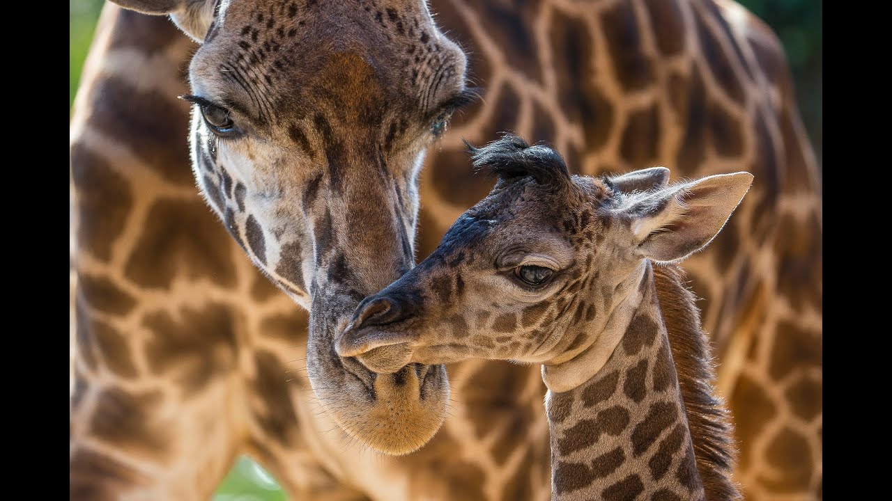 Baby Masai Giraffe