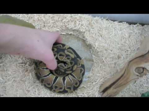 Ball Python Handling Youtube