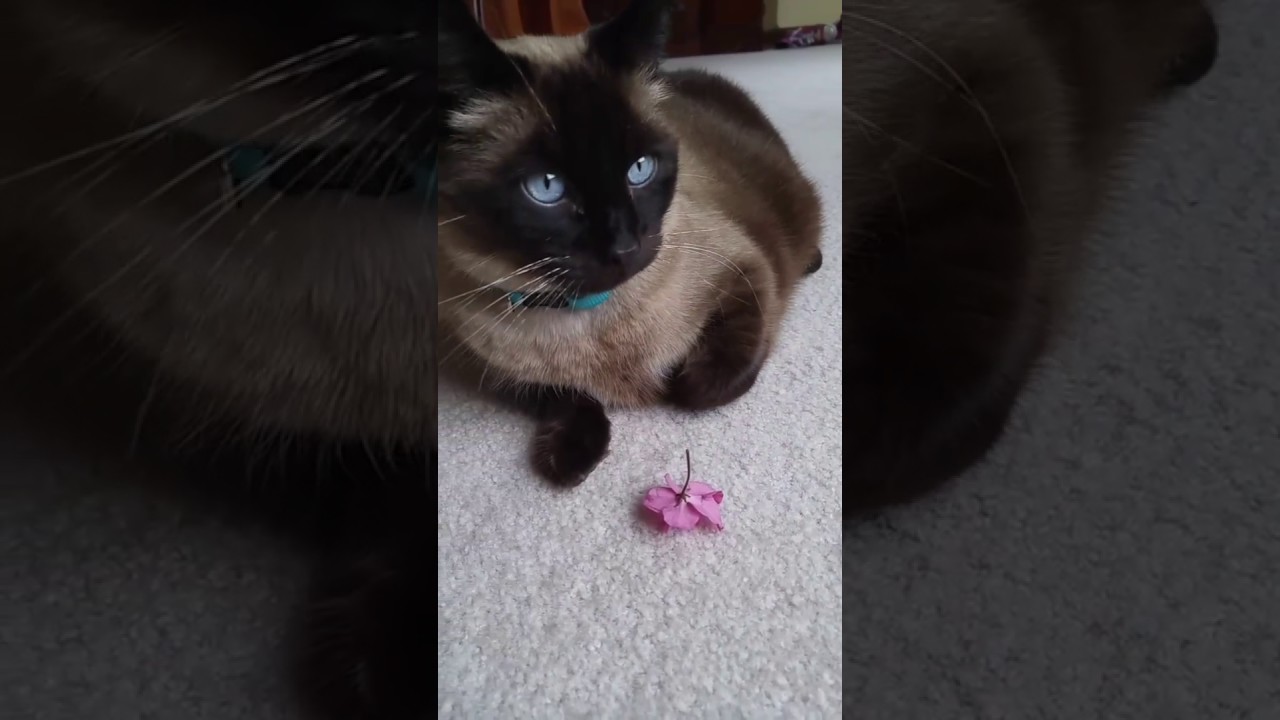 Relaxing Siamese Cat Meow Youtube