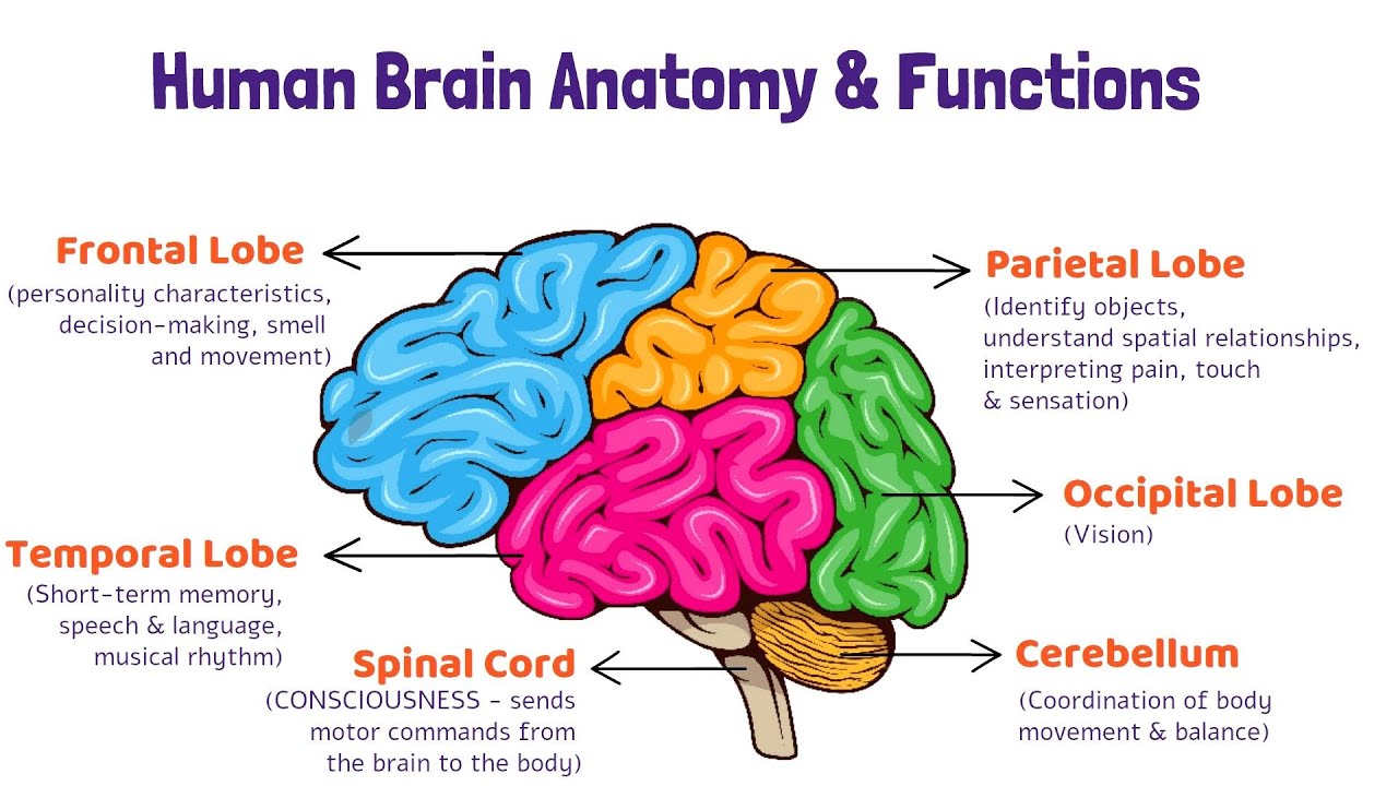 Parts Of The Brain Diagram And Function Brain Areas And Their