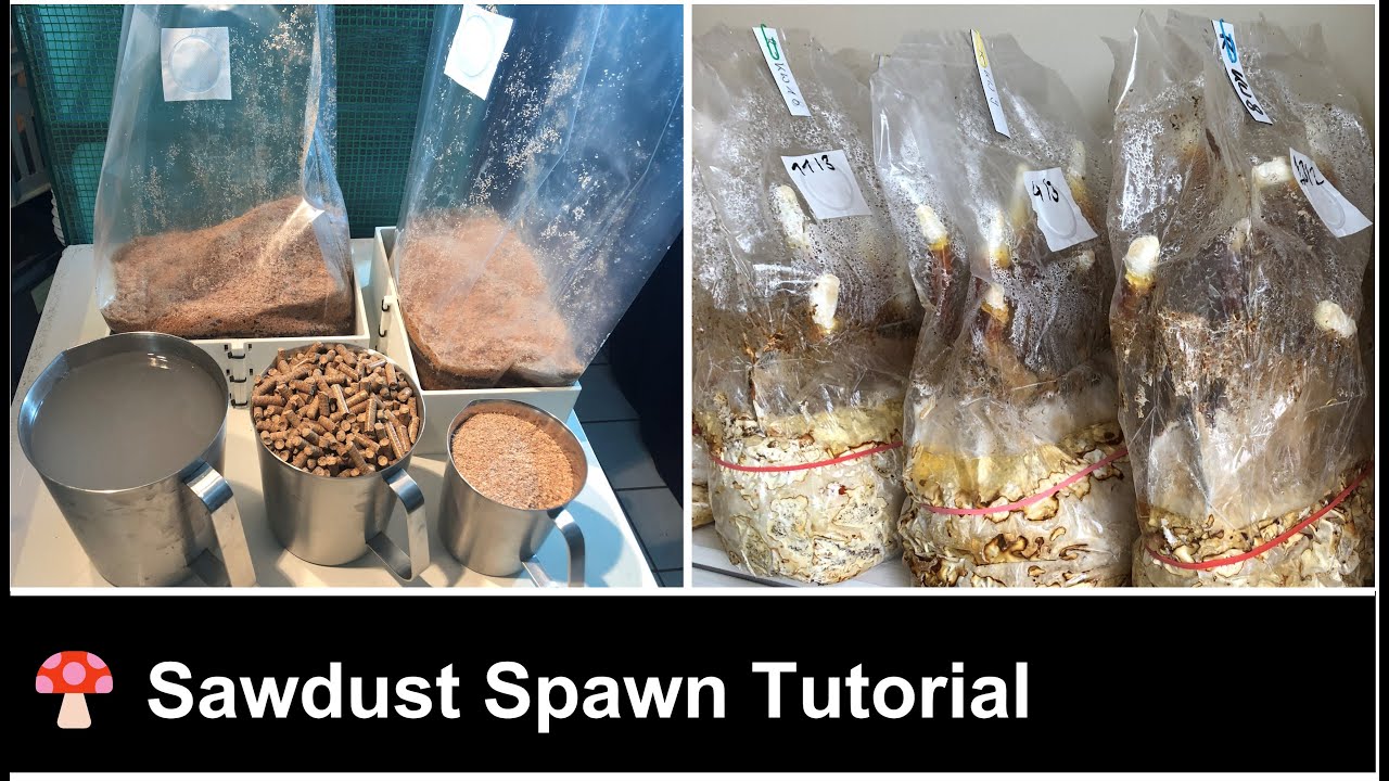 2 3 Mastering Sawdust Spawn Youtube
