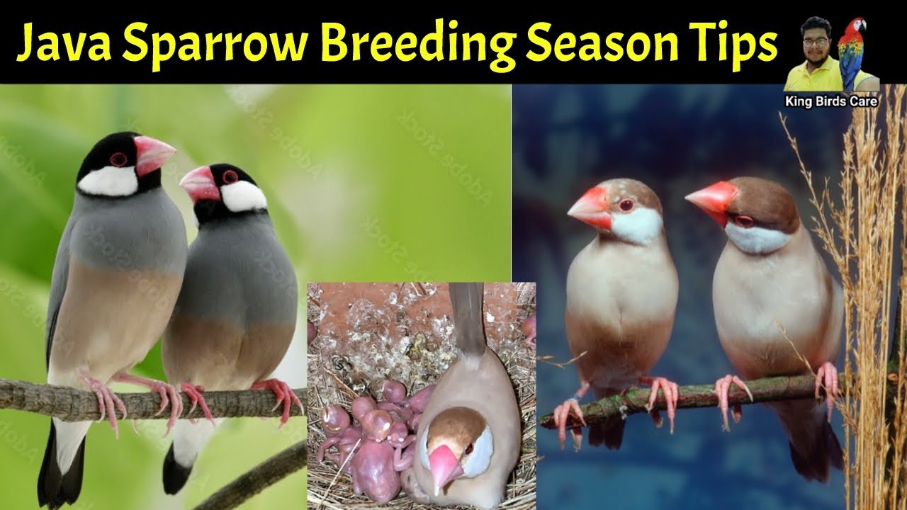 Fawn Java Sparrow Breeding Season Preparation Tips 2025 26 Java