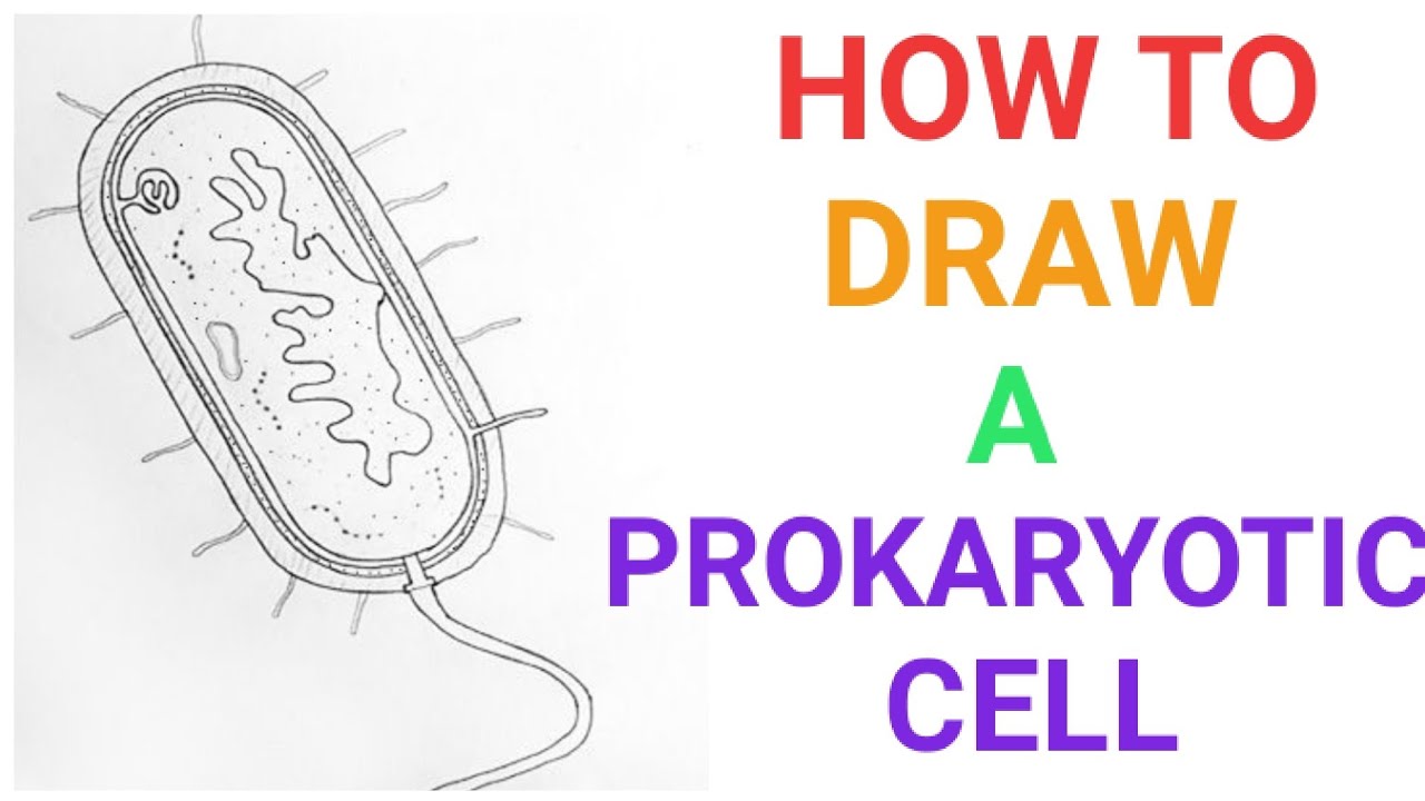 How To Draw A Prokaryotic Cell Prokaryotic Organism Bacterial Cell