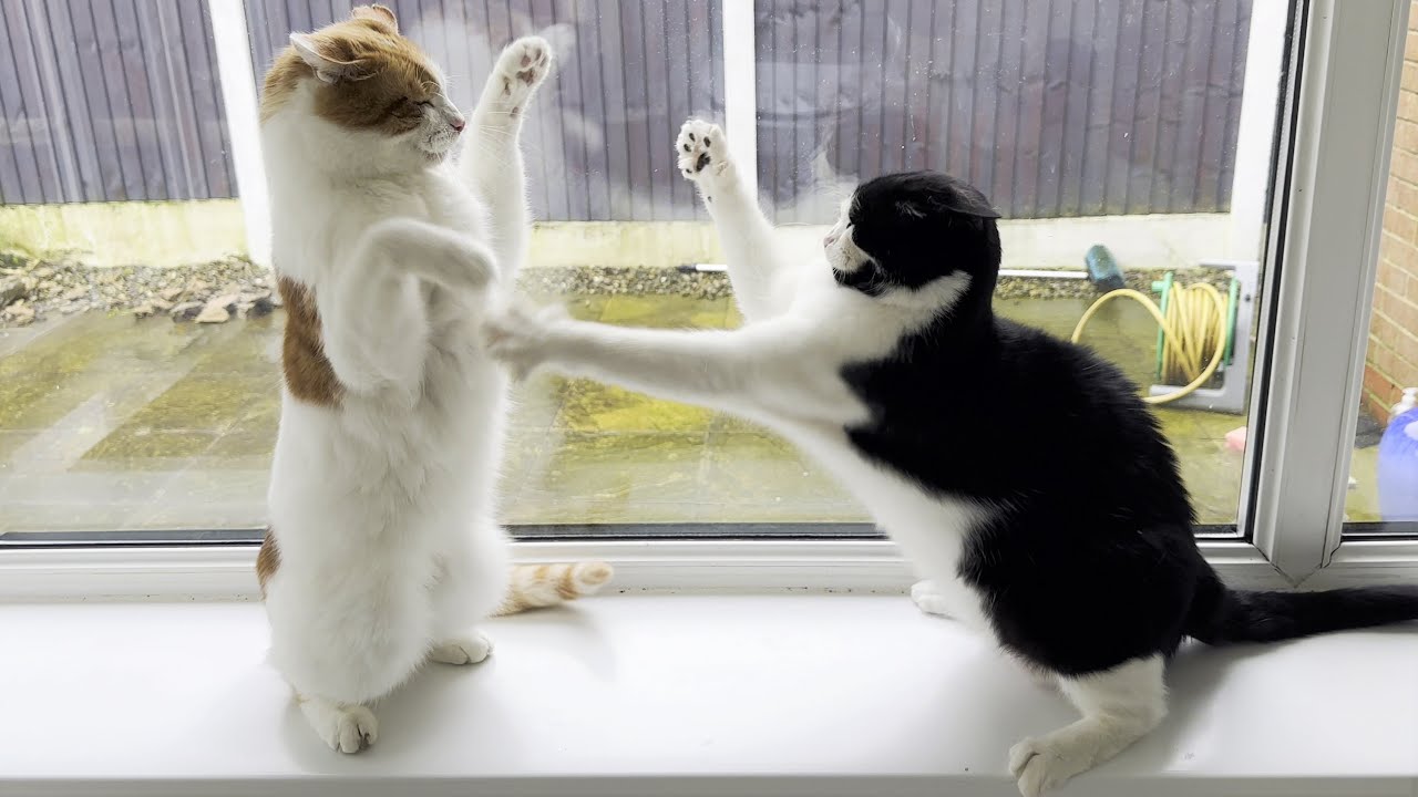 Cat Fight Youtube