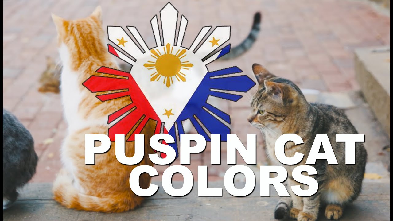 Puspin Cat Colors Youtube