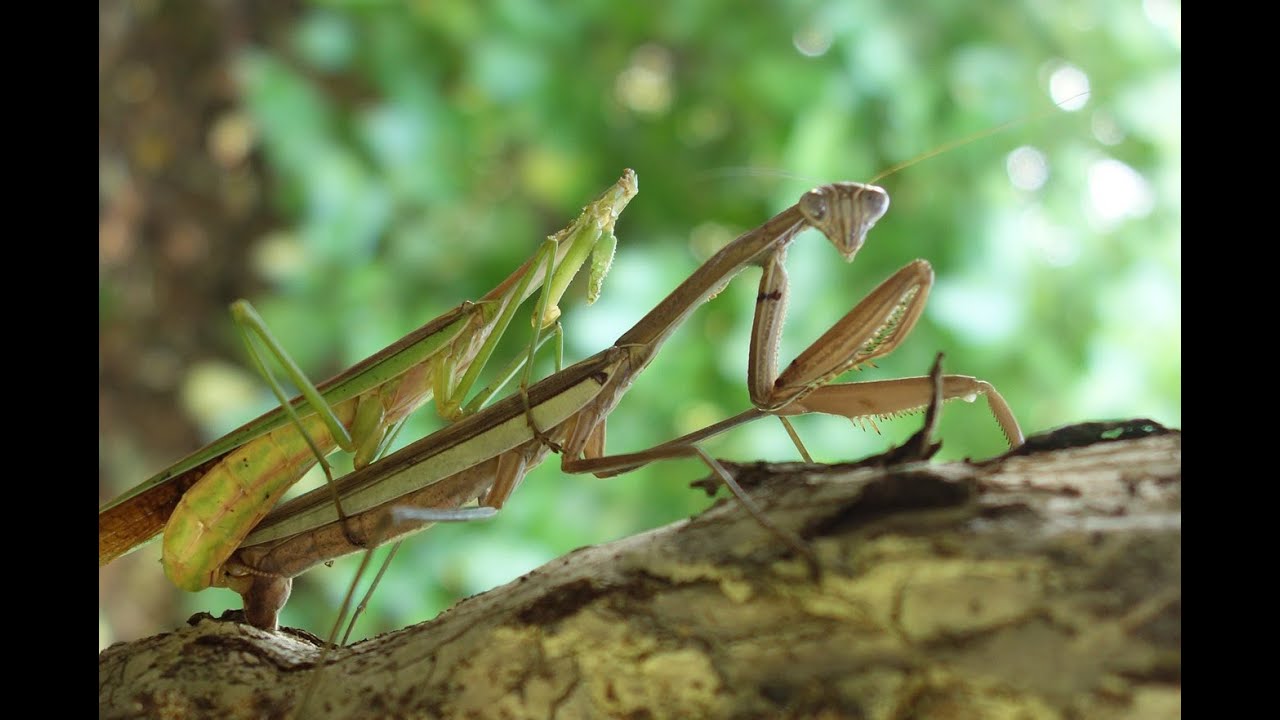 Mantis Cannibalism During Mating Youtube