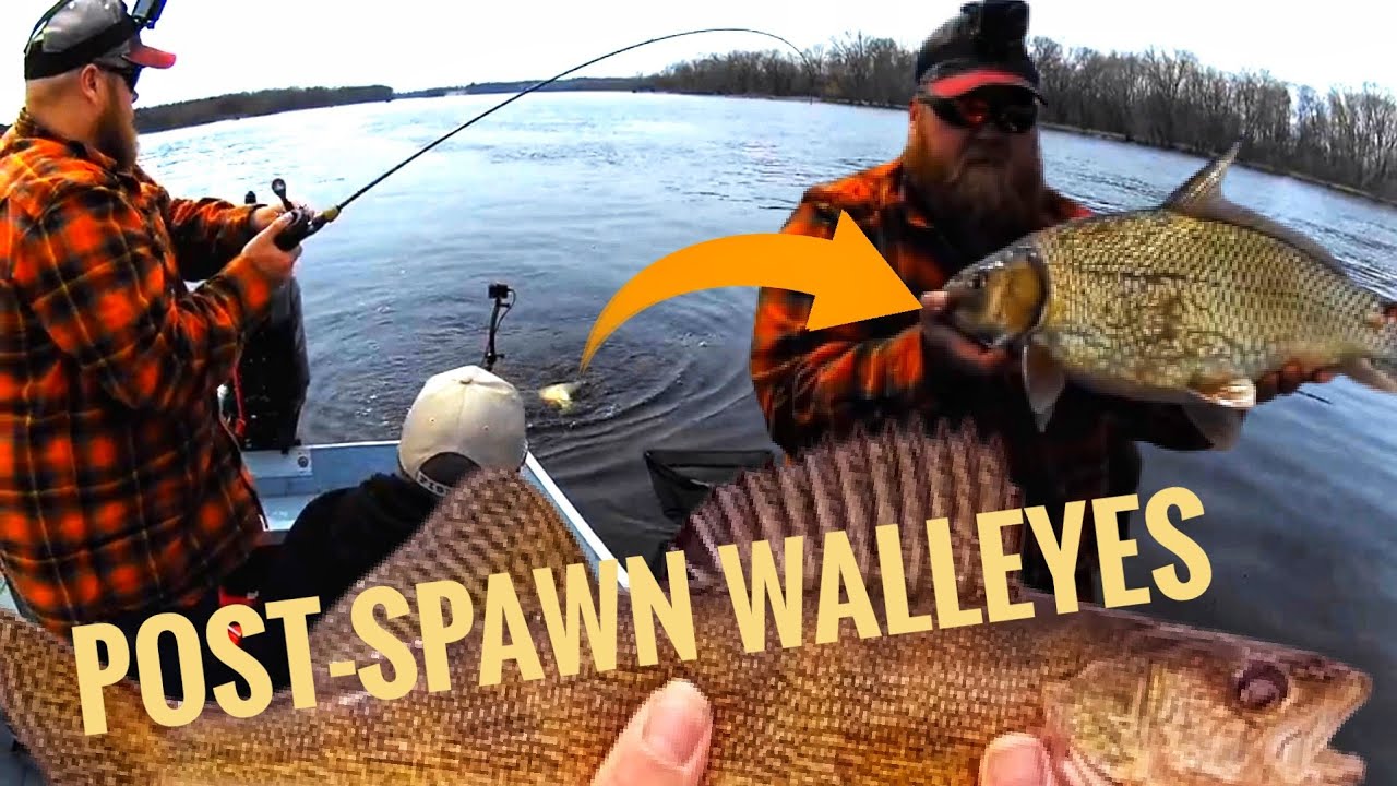 Post Spawn Walleye Fishing With A Bonus Quillback Youtube