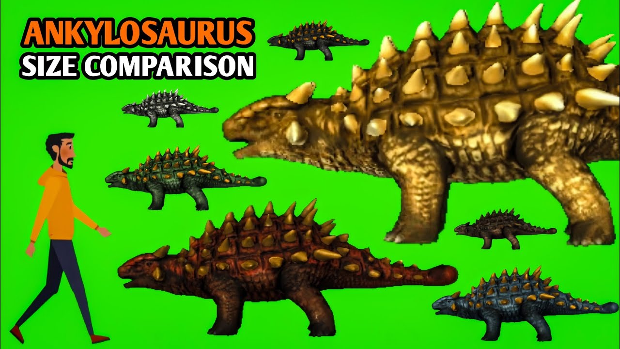 Ankylosaurus Dinosaur Size Comparison Dino Animationвђјпёџ Youtube