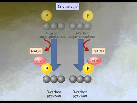 How Glycolysis Works Hd Animation Youtube
