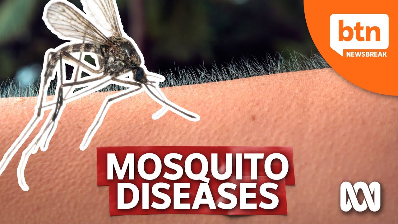 Why Mosquitoes Are The Most Dangerous Animal Youtube