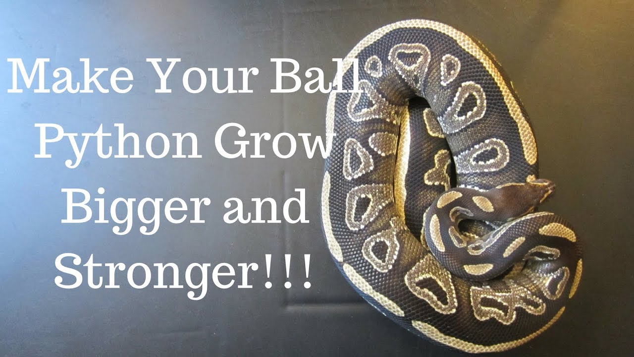 3 Steps To Make Your Ball Python Grow Bigger Stronger Benjamin S