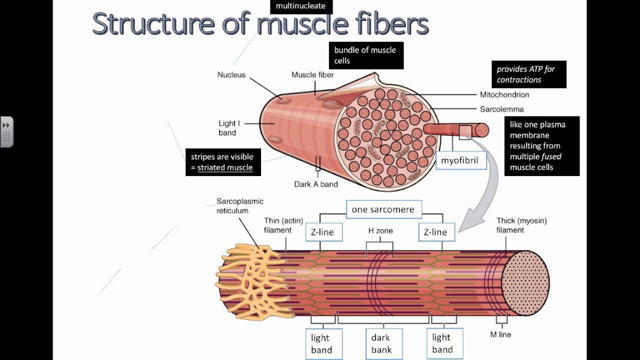 Skeletal Muscle Fiber Labeled Google Search Skeletal Muscle Anatomy
