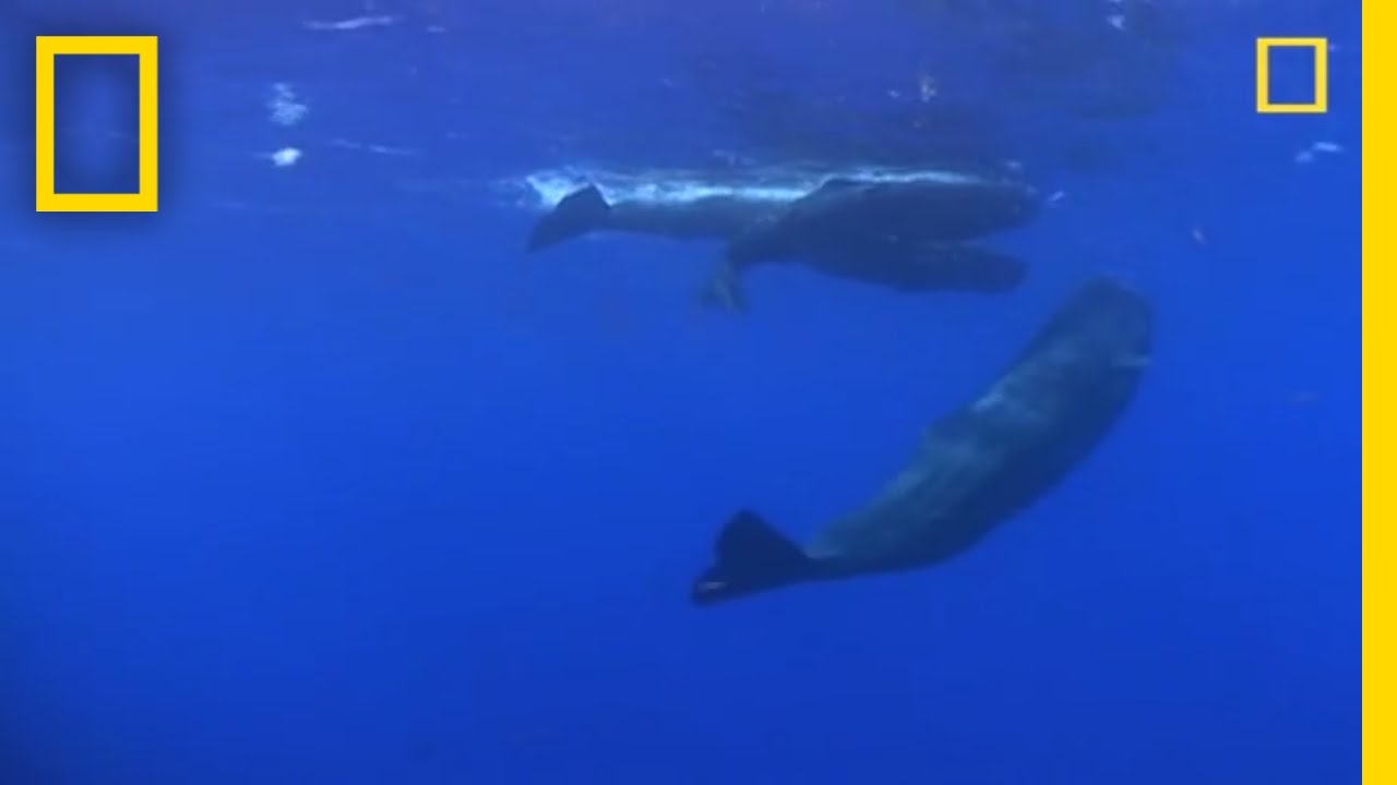 Sperm Whale Diving National Geographic Youtube